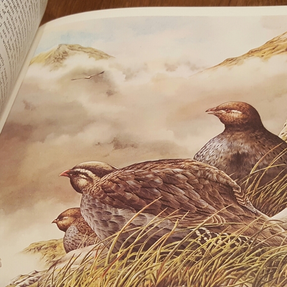 Accents | The Doomsday Book Of Animals Illustrated David Ray | Poshmark